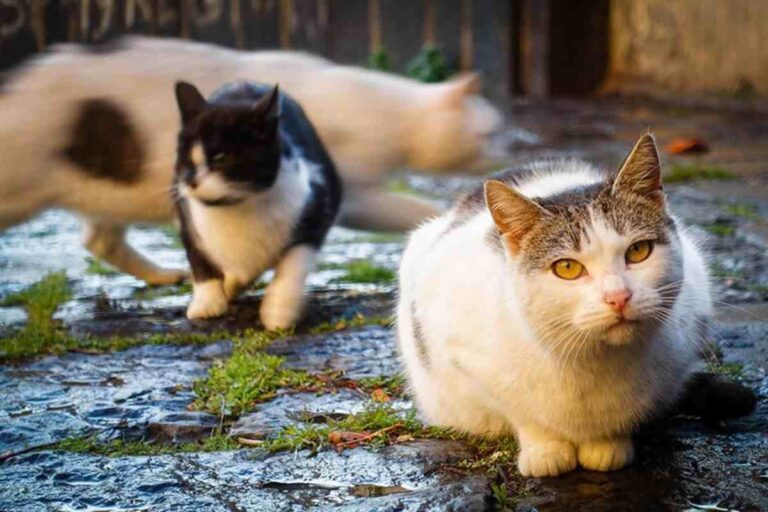 Tre gatti uccisi in un parco di Tivoli, è caccia al killer