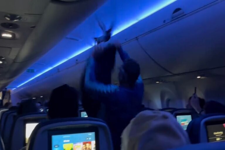 Il video dei piccioni che volano dentro l'aereo, il pilota: "Abbiamo ...